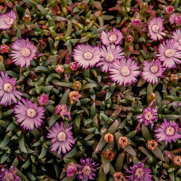 Sheath Tentfig (Ruschia Lineolata) Plant Care & How to Grow, Water