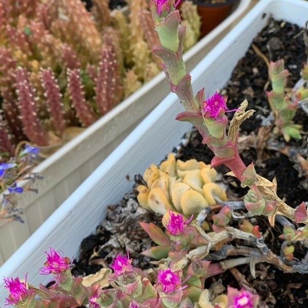 Ruschia Perfoliata Care Guide: Water, Soil & Propagation - Plantiary