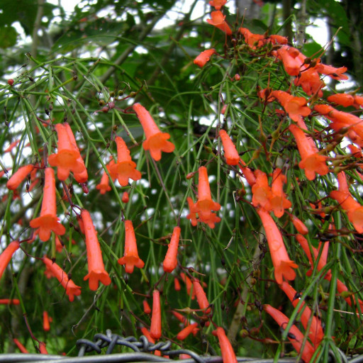 Firecracker (Russelia Equisetiformis) Plant Care & How to Grow, Water