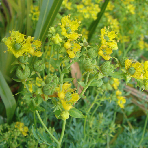 Fringed Rue (Ruta Chalepensis) Plant Care & How to Grow, Water