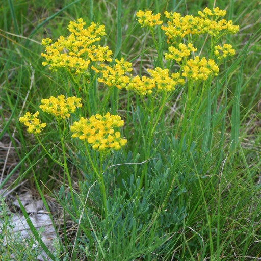 Rue (Ruta Graveolens) Plant Care & How to Grow, Water