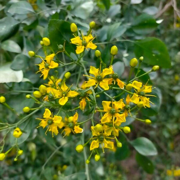 Ruta Pinnata Plant Care & How to Grow, Water