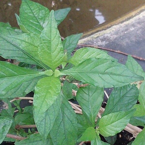 Ruttya (Ruttya Ovata) Plant Care & How to Grow, Water