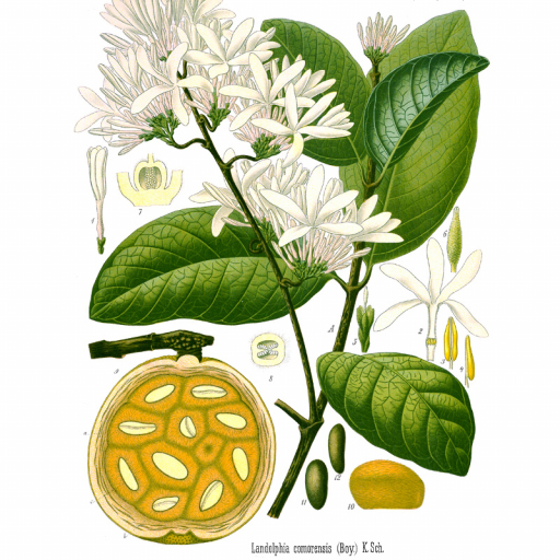 Bungo (Saba Comorensis) Plant Care & How to Grow, Water