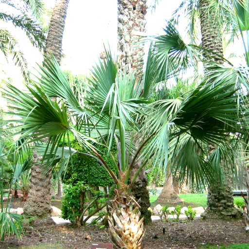 Bermuda Palmetto (Sabal Bermudana) Plant Care & How to Grow, Water