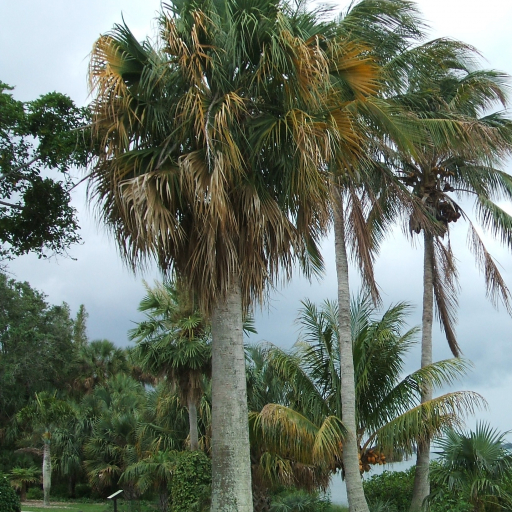 Puerto Rico Palmetto (Sabal Causiarum) Plant Care & How to Grow, Water