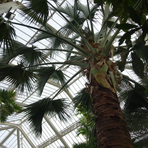 Hispaniola Palmetto (Sabal Domingensis) Plant Care & How to Grow, Water