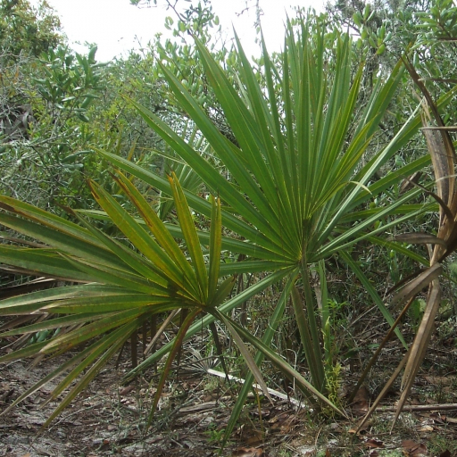 Scrub Palmetto (Sabal Etonia) Plant Care & How to Grow, Water