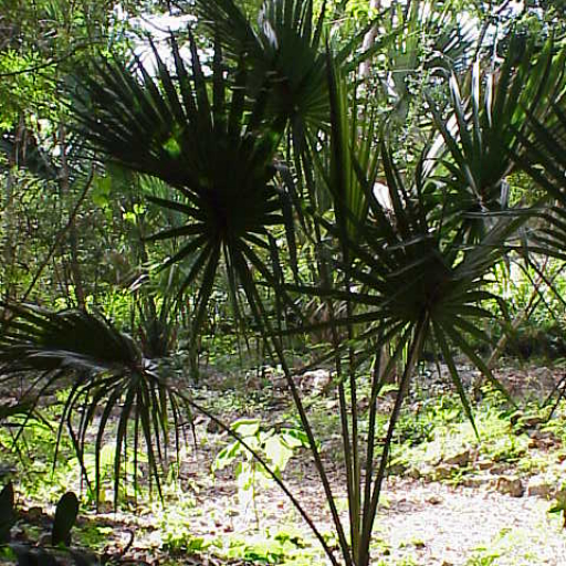 Sabal Gretherae Plant Care & How to Grow, Water