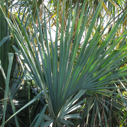 Mauritius Fan Palm (Sabal Mauritiiformis) Plant Care & How to Grow, Water