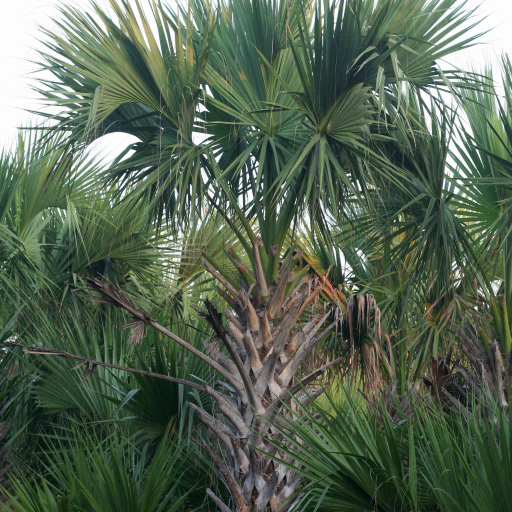 Rio Grande Palmetto (Sabal Mexicana) Plant Care & How to Grow, Water