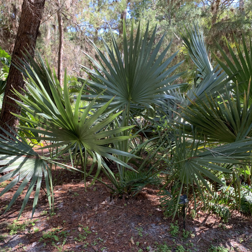 Dwarf Palmetto (Sabal Minor) Plant Care & How to Grow, Water