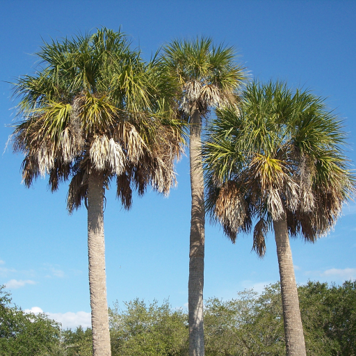 Cabbage Palm (Sabal Palmetto) Plant Care & How to Grow, Water