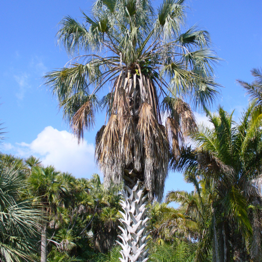 Sonoran Palmetto (Sabal Uresana) Plant Care & How to Grow, Water