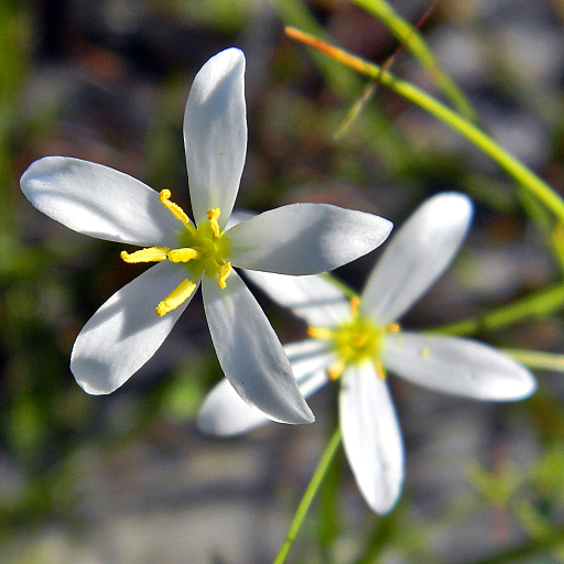 Shortleaf Rose Gentian (Sabatia Brevifolia) Plant Care & How to Grow, Water