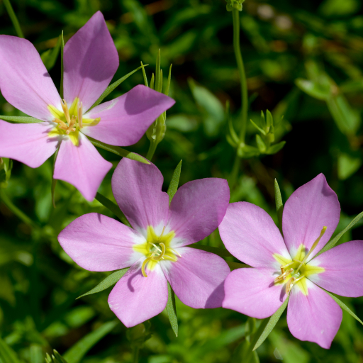 Meadow Pink (Sabatia Campestris) Care Guide: Water, Soil & Propagation ...