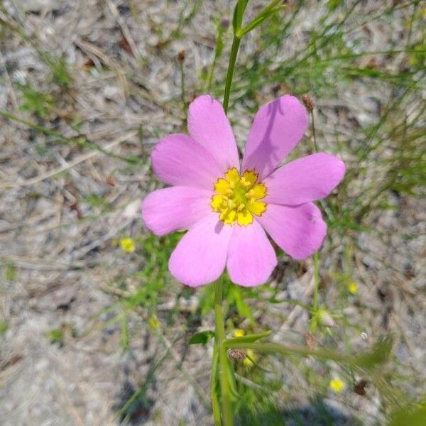 Pine-Woods Rose Gentian (Sabatia Gentianoides) Plant Care & How to Grow ...