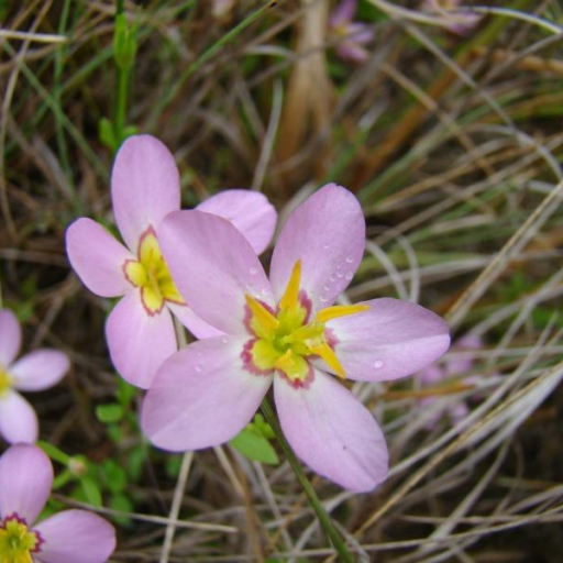 Rose Of Plymouth (Sabatia Stellaris) Plant Care & How to Grow, Water