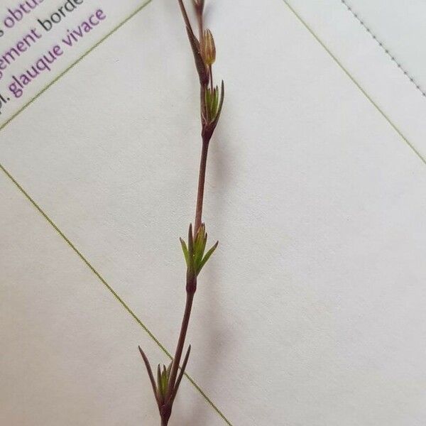 Fine-Leaved Sandwort (Sabulina Tenuifolia) Care Guide: Water, Soil ...