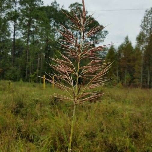 Woolly Beardgrass (Saccharum Alopecuroides) Plant Care & How to Grow, Water