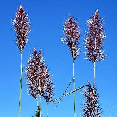 Savin Juniper (Juniperus Sabina) Plant Care & How to Grow, Water