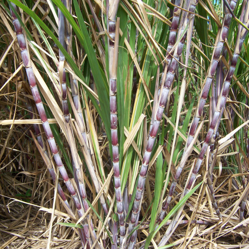 Sugarcane (Saccharum Officinarum) Plant Care & How to Grow, Water