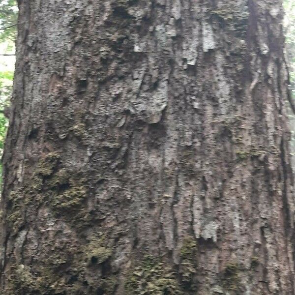 Bitter Bark Tree (Sacoglottis Gabonensis) Plant Care & How to Grow, Water