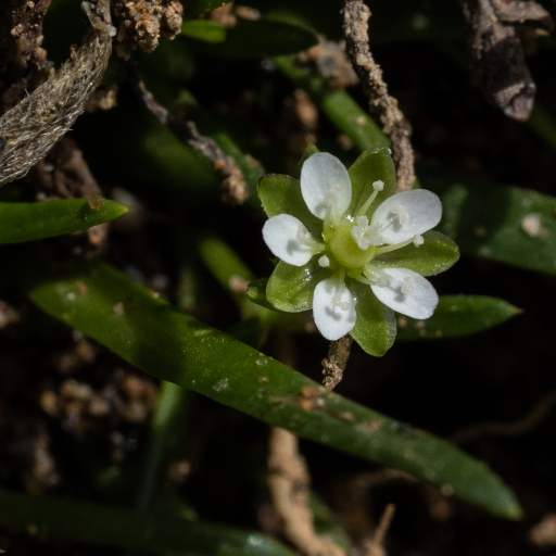 Sticky-Stem Pearlwort (Sagina Maxima) Plant Care & How to Grow, Water