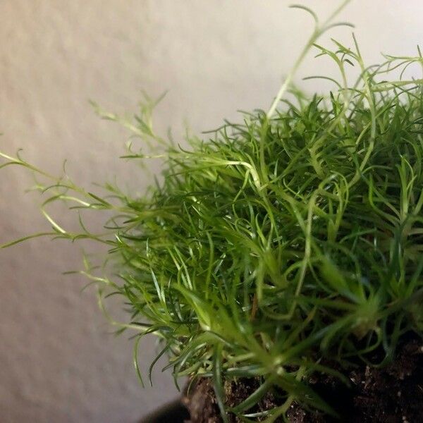 Prairie Sagewort (Artemisia Frigida) Plant Care & How to Grow, Water