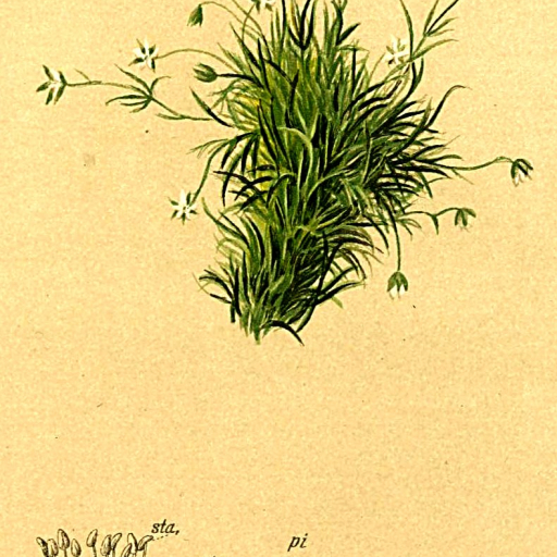 Alpine Pearlwort (Sagina Saginoides) Plant Care & How to Grow, Water