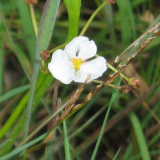 Delta Arrowhead (Sagittaria Graminea) Plant Care & How to Grow, Water