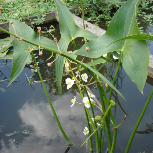 Broadleaf Arrowhead (Sagittaria Latifolia) Plant Care & How to Grow, Water