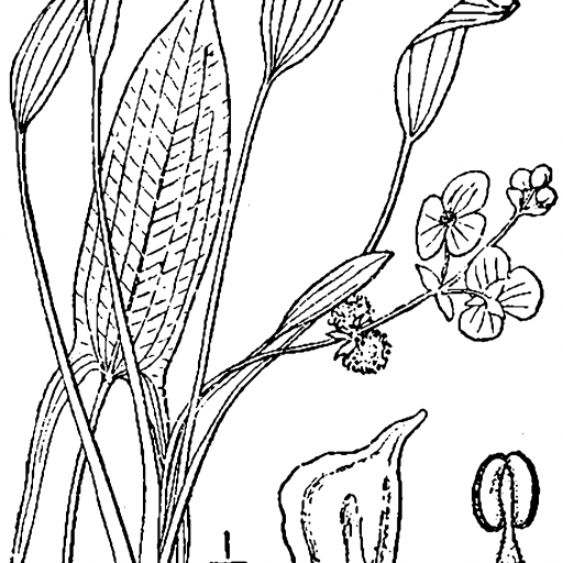 Sessile Fruit Arrowhead (Sagittaria Rigida) Plant Care & How to Grow, Water