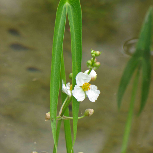 Kaffirboom (Erythrina Caffra) Plant Care & How to Grow, Water