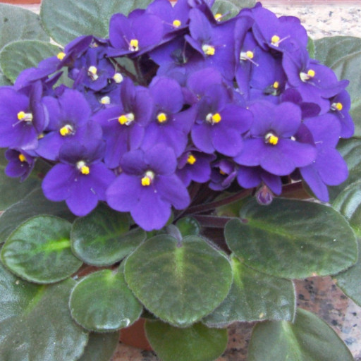 African-Violet (Saintpaulia Ionantha) Plant Care & How to Grow, Water
