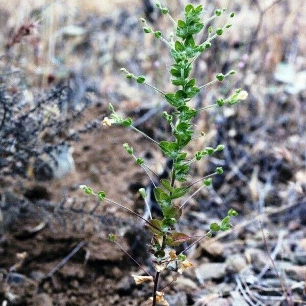 Dimorphic Snapdragon (Sairocarpus Subcordatus) Care Guide: Water, Soil ...