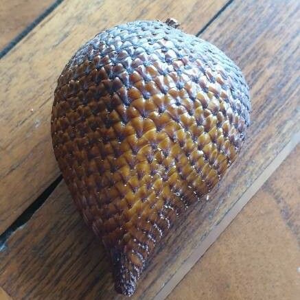 Salak (Salacca Zalacca) Plant Care & How to Grow, Water