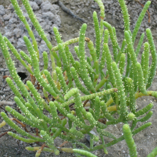 Dwarf Glasswort (Salicornia Bigelovii) Plant Care & How to Grow, Water
