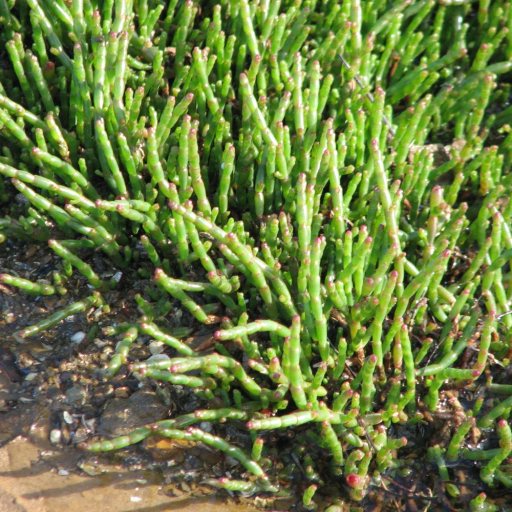Beaded Samphire (Salicornia Quinqueflora) Plant Care & How to Grow, Water