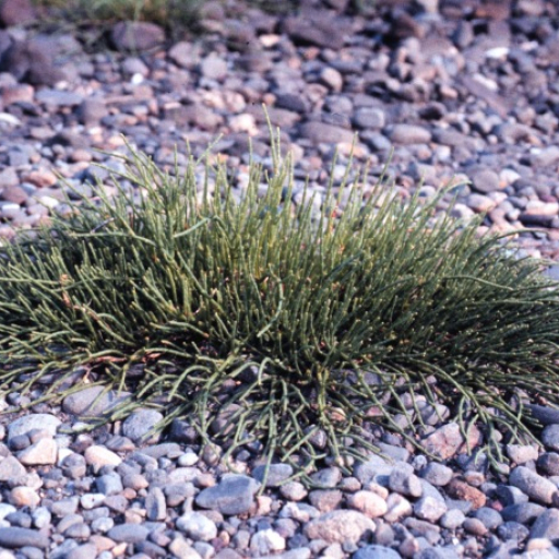 Virginia Glasswort (Salicornia Virginica) Plant Care & How to Grow, Water