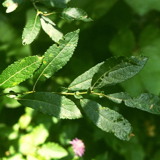 Balkan Willow (Salix Appendiculata) Plant Care & How to Grow, Water