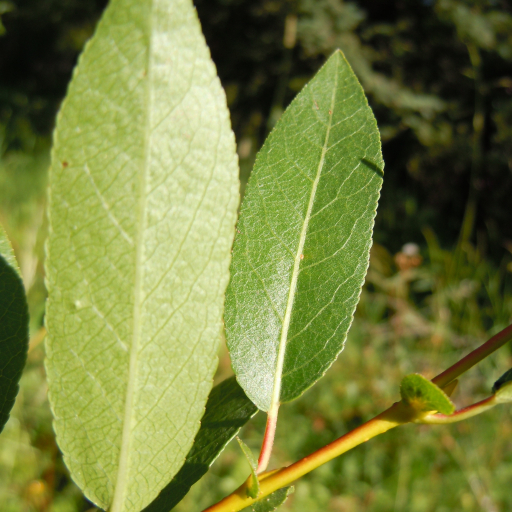 Booth's Willow (Salix Boothii) Plant Care & How to Grow, Water