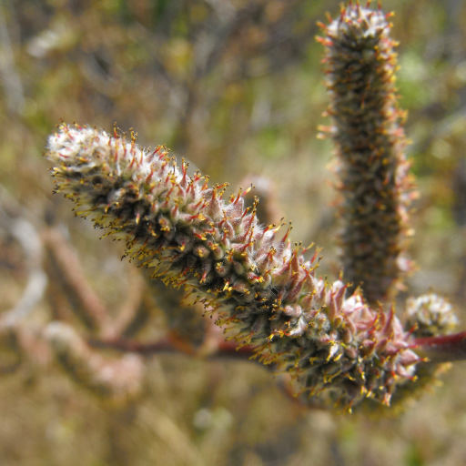 Brewer's Willow (Salix Breweri) Plant Care & How to Grow, Water