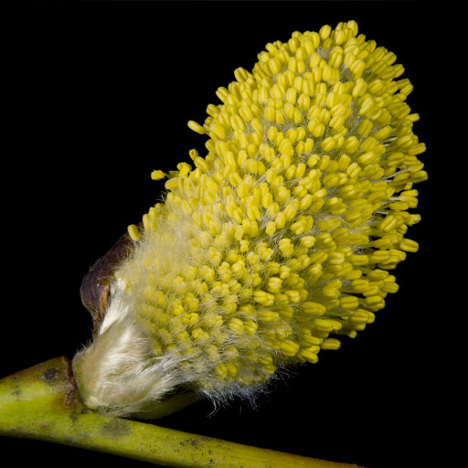 Pussy Willow (Salix Caprea) Plant Care & How to Grow, Water