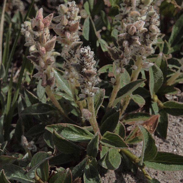 Cascade Willow (Salix Cascadensis) Care Guide: Water, Soil ...
