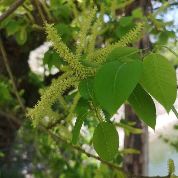 Giant Pussy Willow (Salix Chaenomeloides) Care Guide: Water, Soil ...