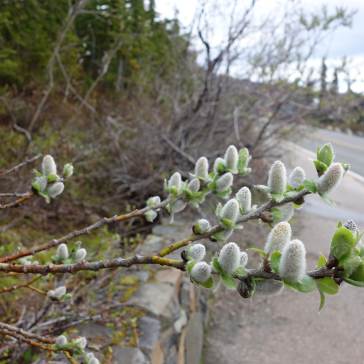 Undergreen Willow (Salix Commutata) Plant Care & How to Grow, Water