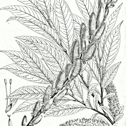 European Violet-Willow (Salix Daphnoides) Care Guide: Water, Soil ...