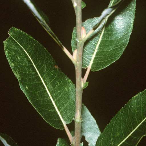 Pussy Willow (Salix Discolor) Plant Care & How to Grow, Water