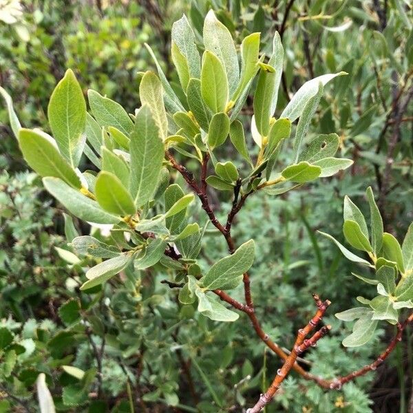 Tweedia Coerulea (Oxypetalum Coeruleum) Plant Care & How to Grow, Water